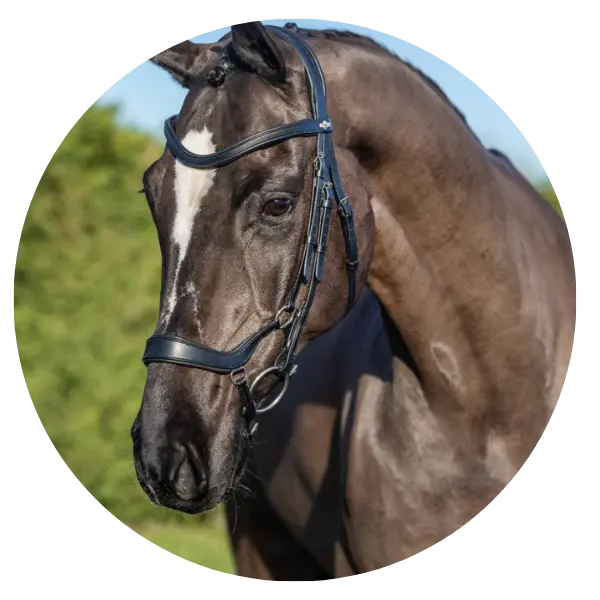 Horse Bridles | Anatomical, Flash & Cavesson Styles – Online For Equine