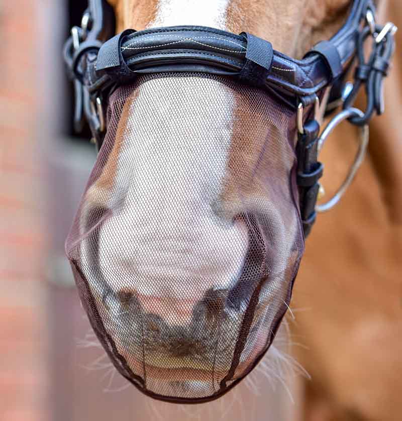 Nose Nets for Horses | Ridden Use Headshaking Relief | Online for ...